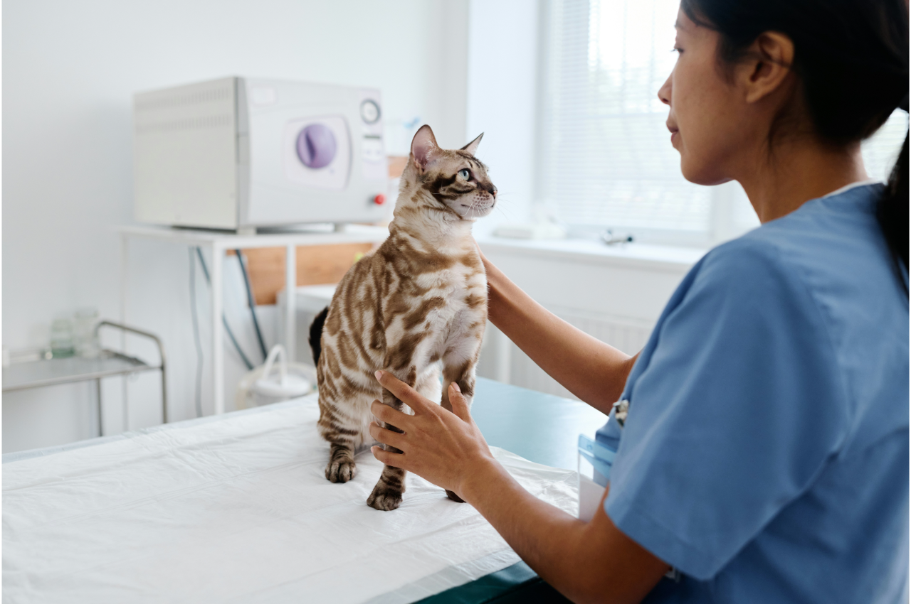 The Importance Of Annual Check-Ups For Your Cat | Hoboken Vets Animal ...